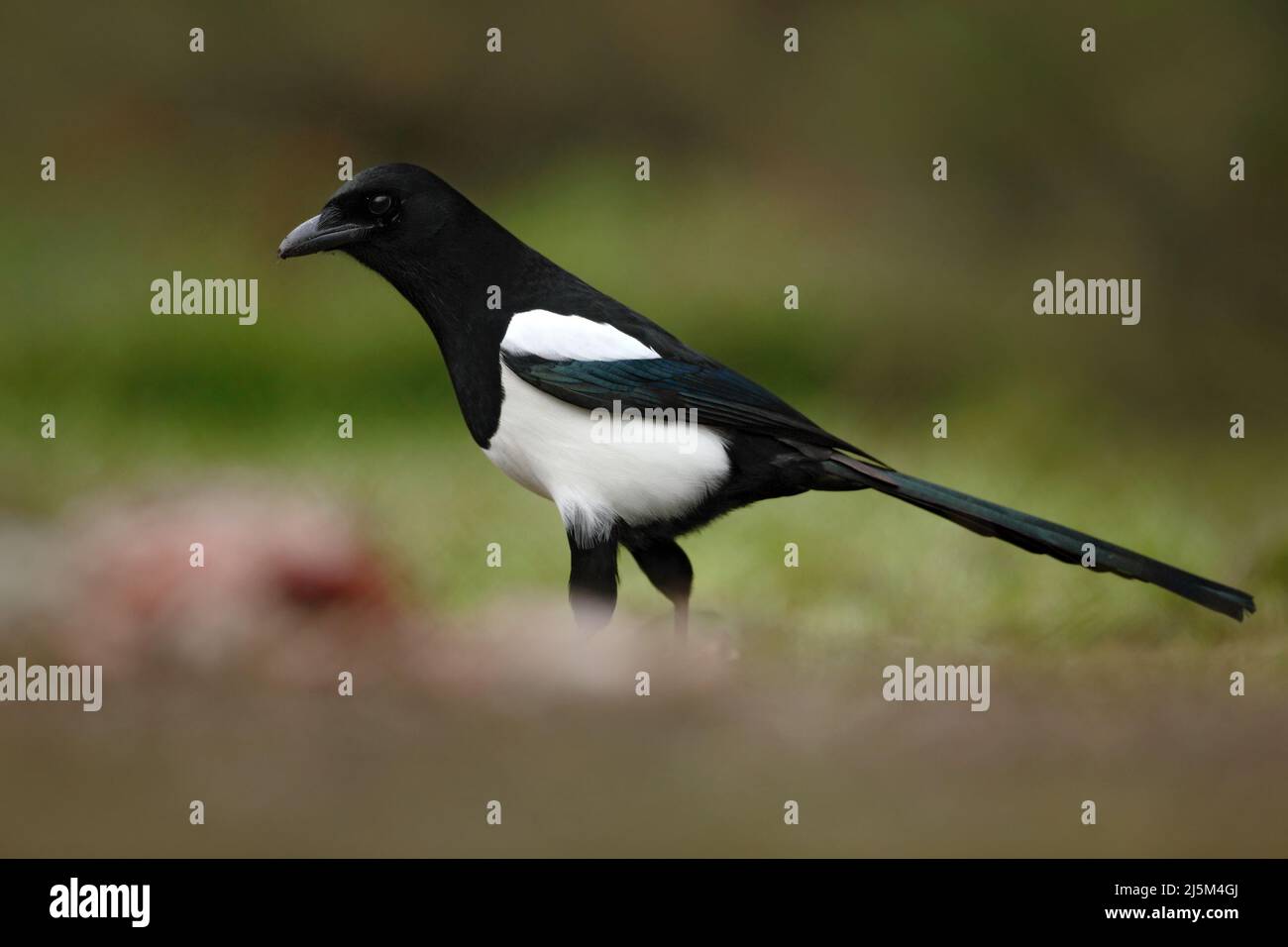 Bird in the grass. European Magpie or Common Magpie, Pica pica, black ...
