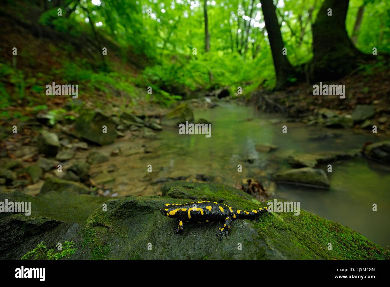 Salamander in nature forest habitat with river. Gorgeous Fire ...
