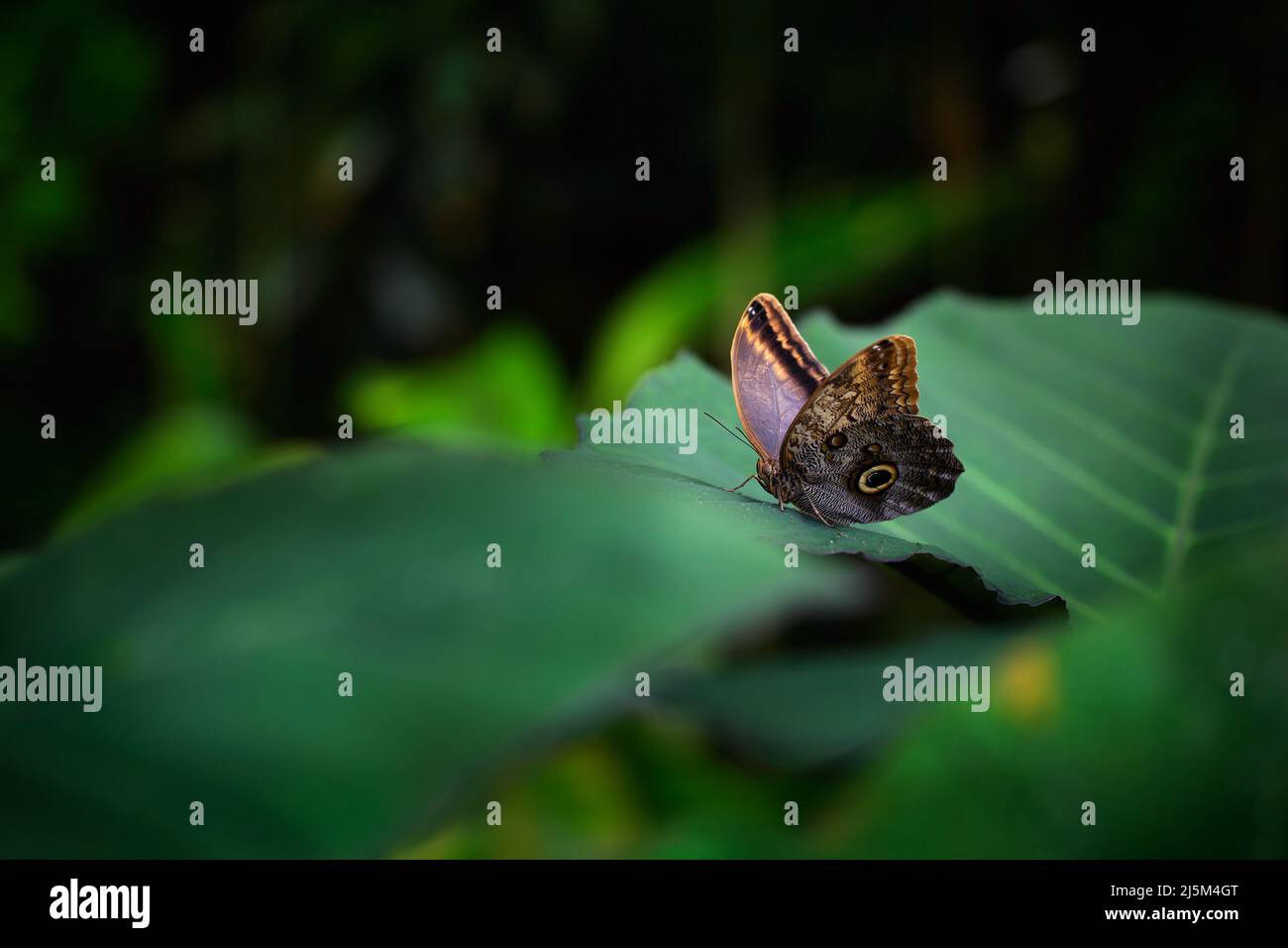 Beautiful butterfly Blue Morpho, Morpho peleides, with dark forest ...
