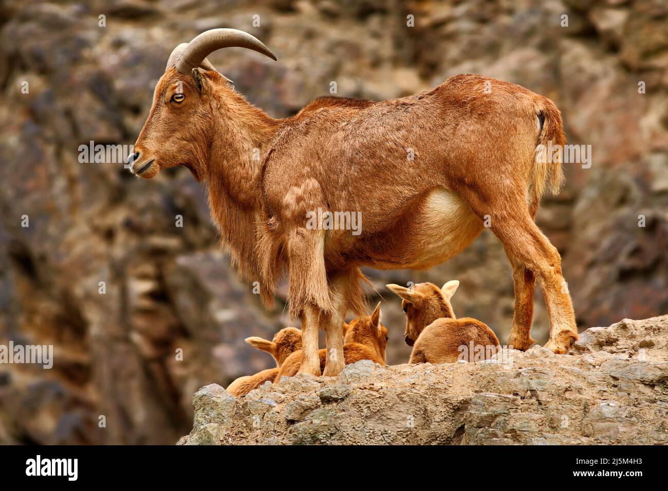 Himalayan tahr in the rock mountain habitat. Himalayan tahr with little ...