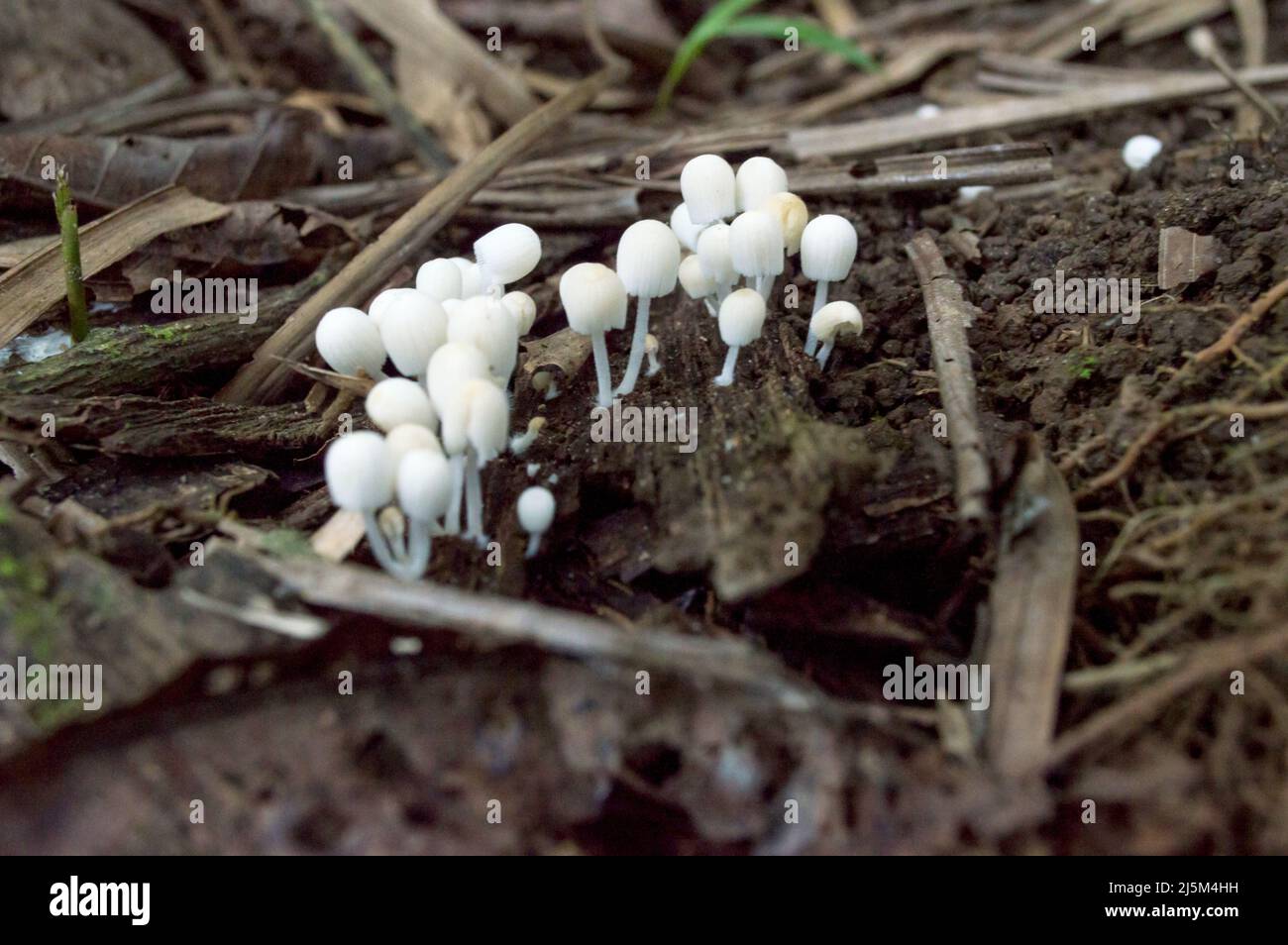 Cluster of small white poisonous mushrooms born from rotten wood Stock Photo - Alamy