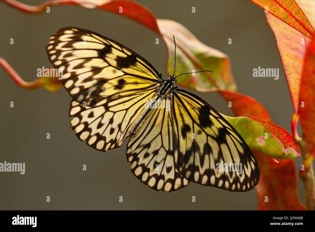 Beautiful butterfly Paper Kite, Idea leuconoe, insect in the nature ...