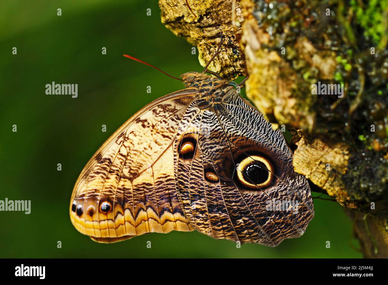 Beautiful butterfly Blue Morpho, Morpho peleides, in habitat, with dark ...