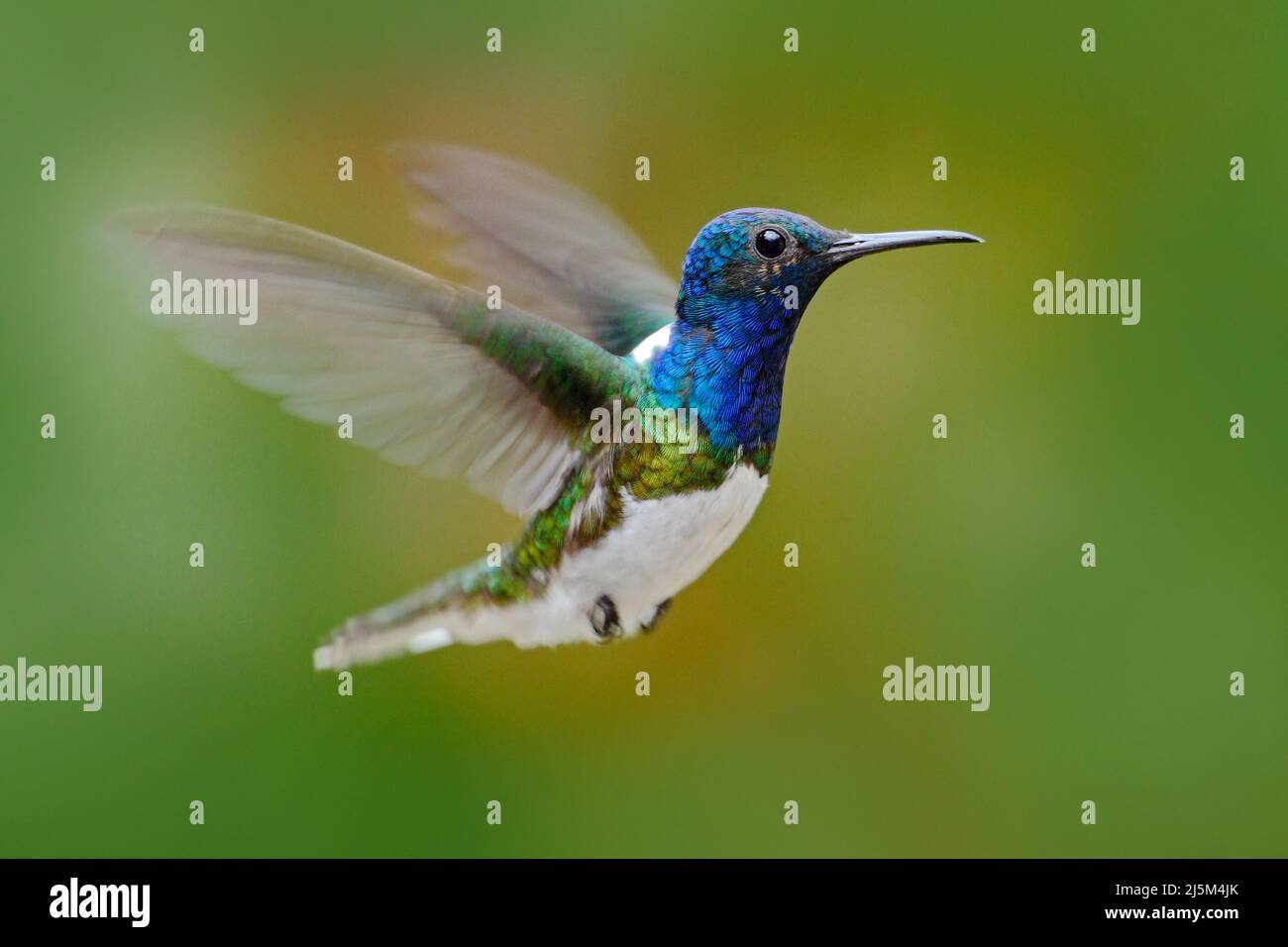 Flying hummingbird. Action scene from nature, hummingbird in fly ...