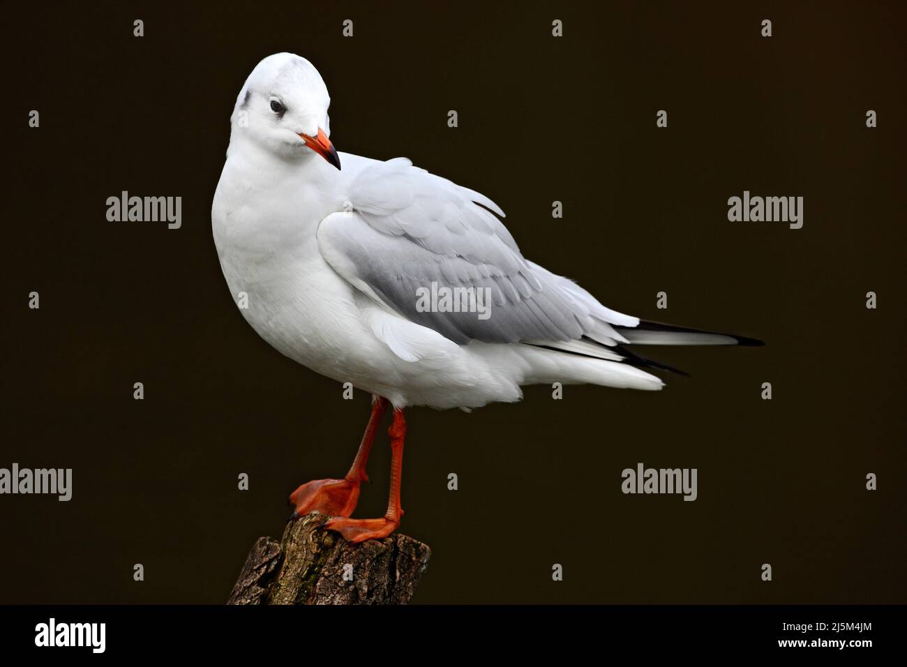 White sea bird in the river habitat. Gull sitting on the branch. Black ...