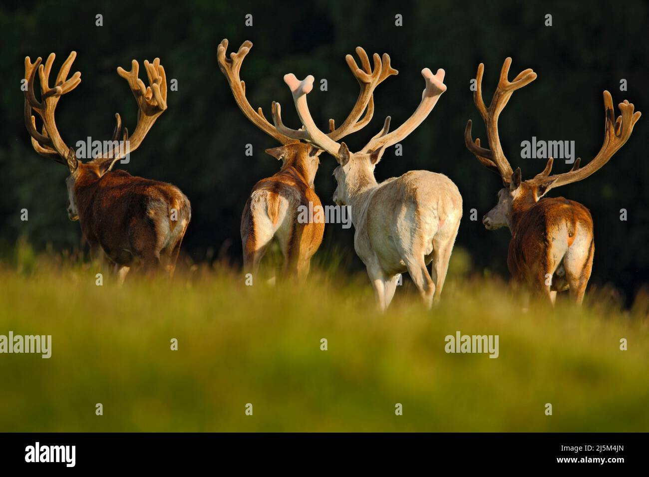 Red deer stag, bellow majestic powerful adult animal outside autumn ...