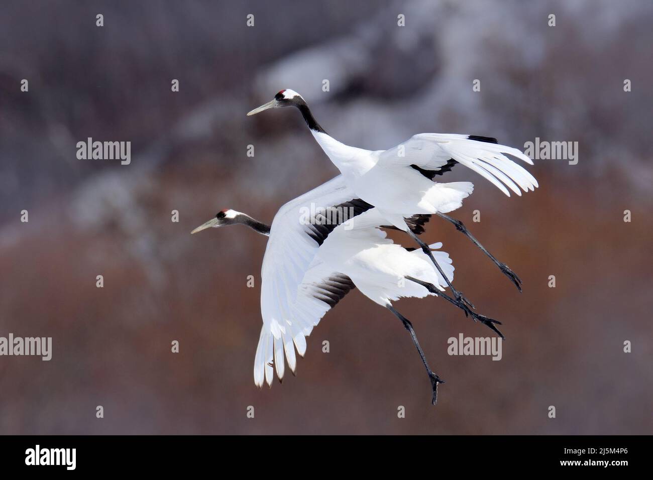 Japanese red crowned crane hi-res stock photography and images - Alamy