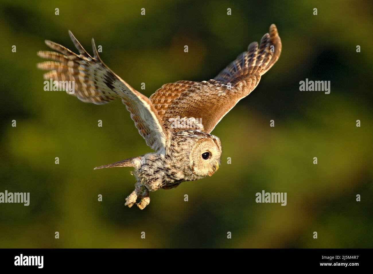 Flying owl. Owl in the forest. Owl in fly. Action scene with owl ...