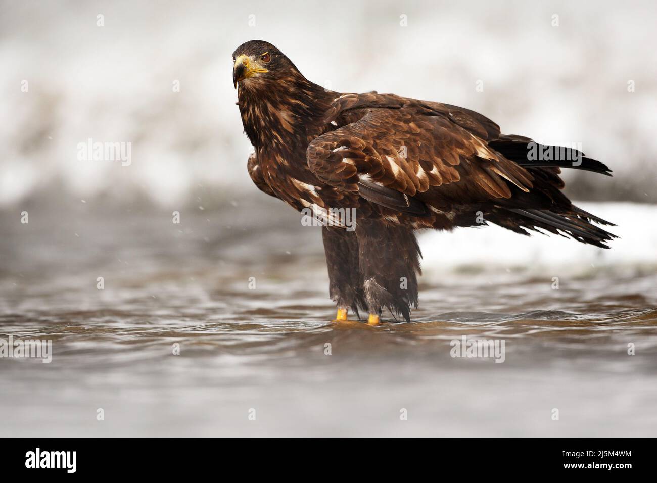 Golden Eagle in the water during snowy winter. Golden Eagle in the cold ...