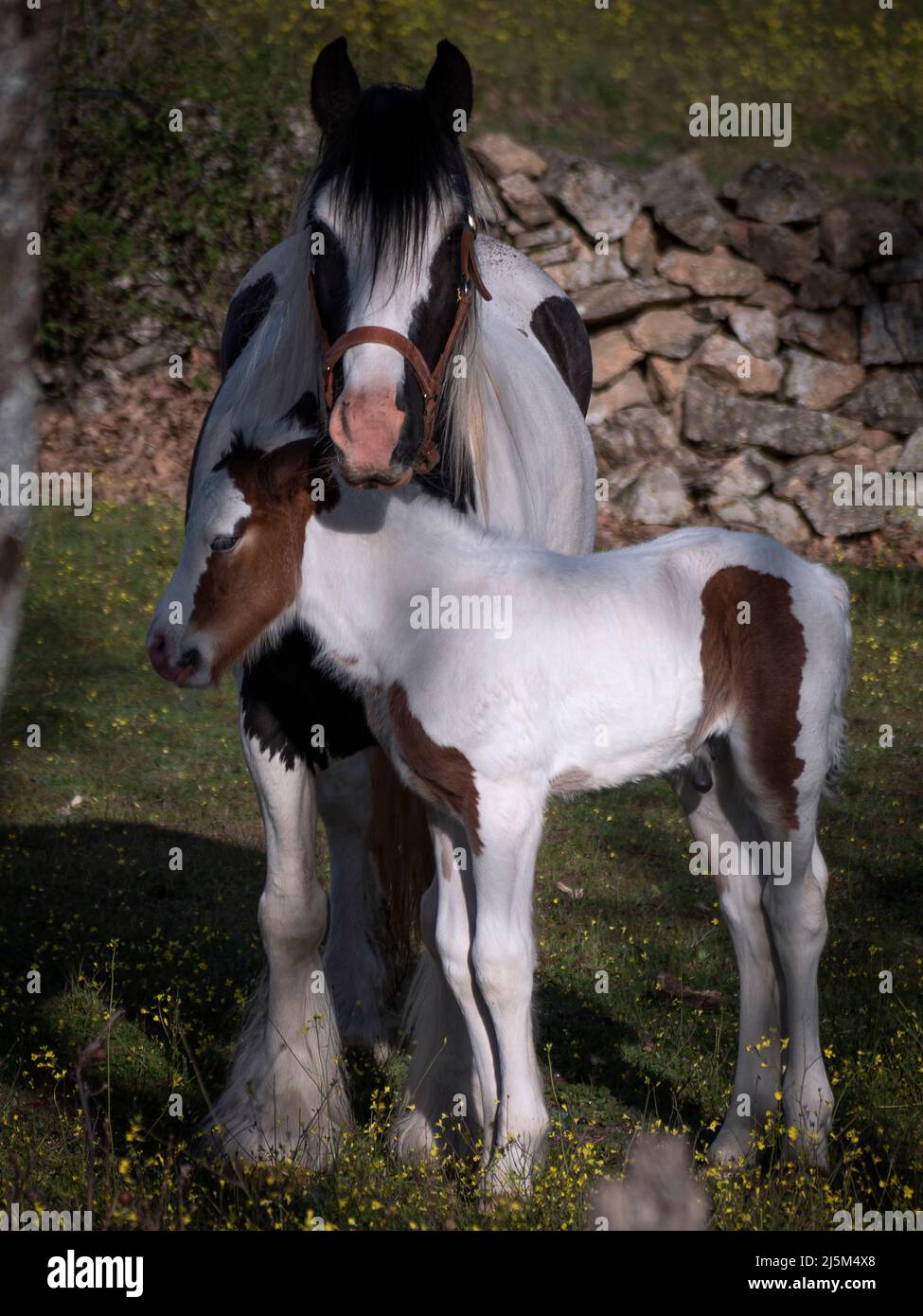 Irish gipsy cob mare with 10 days old foal in a meadow Stock Photo - Alamy