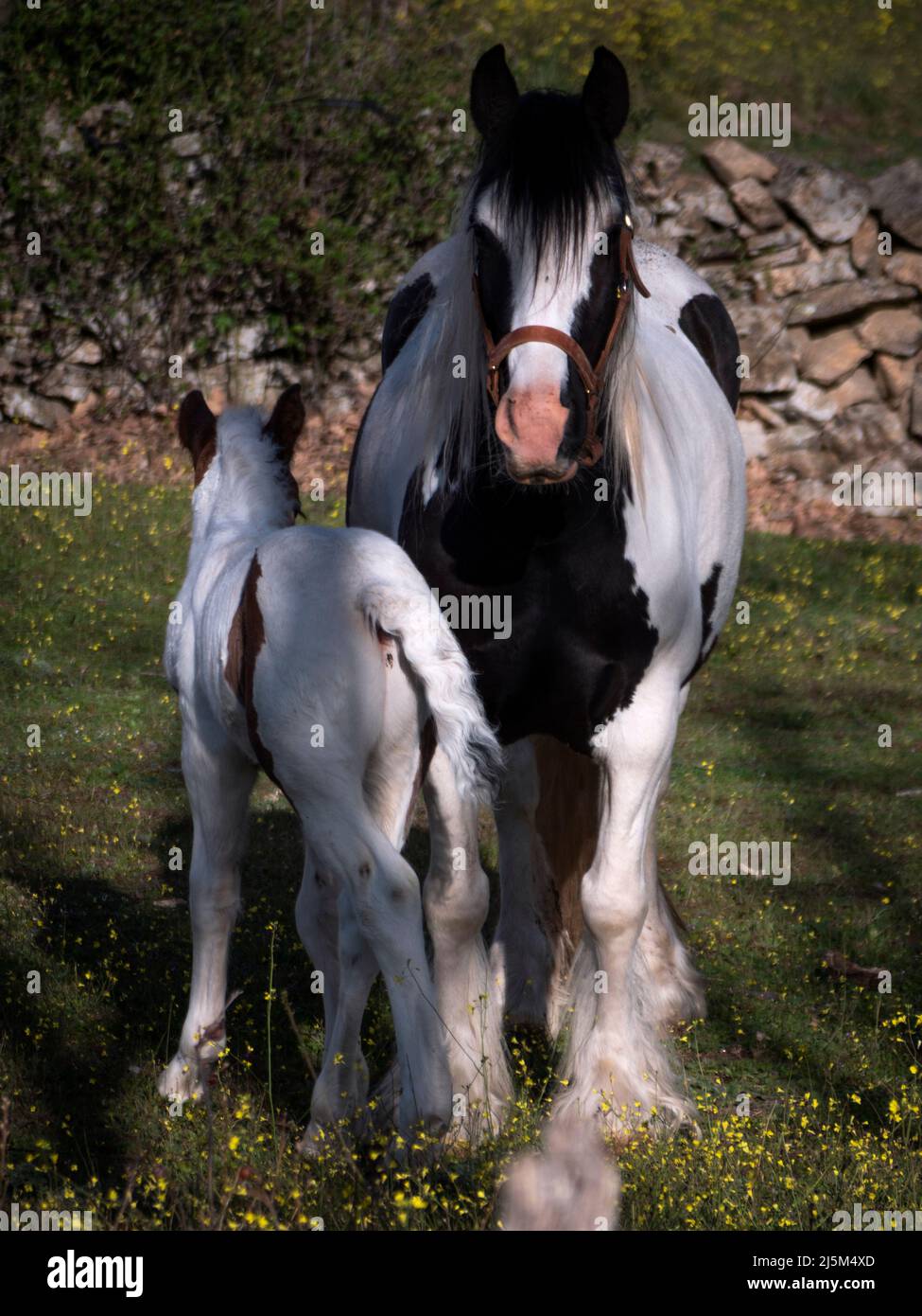 Irish gipsy cob mare with 10 days old foal in a meadow. Back hinds of ...