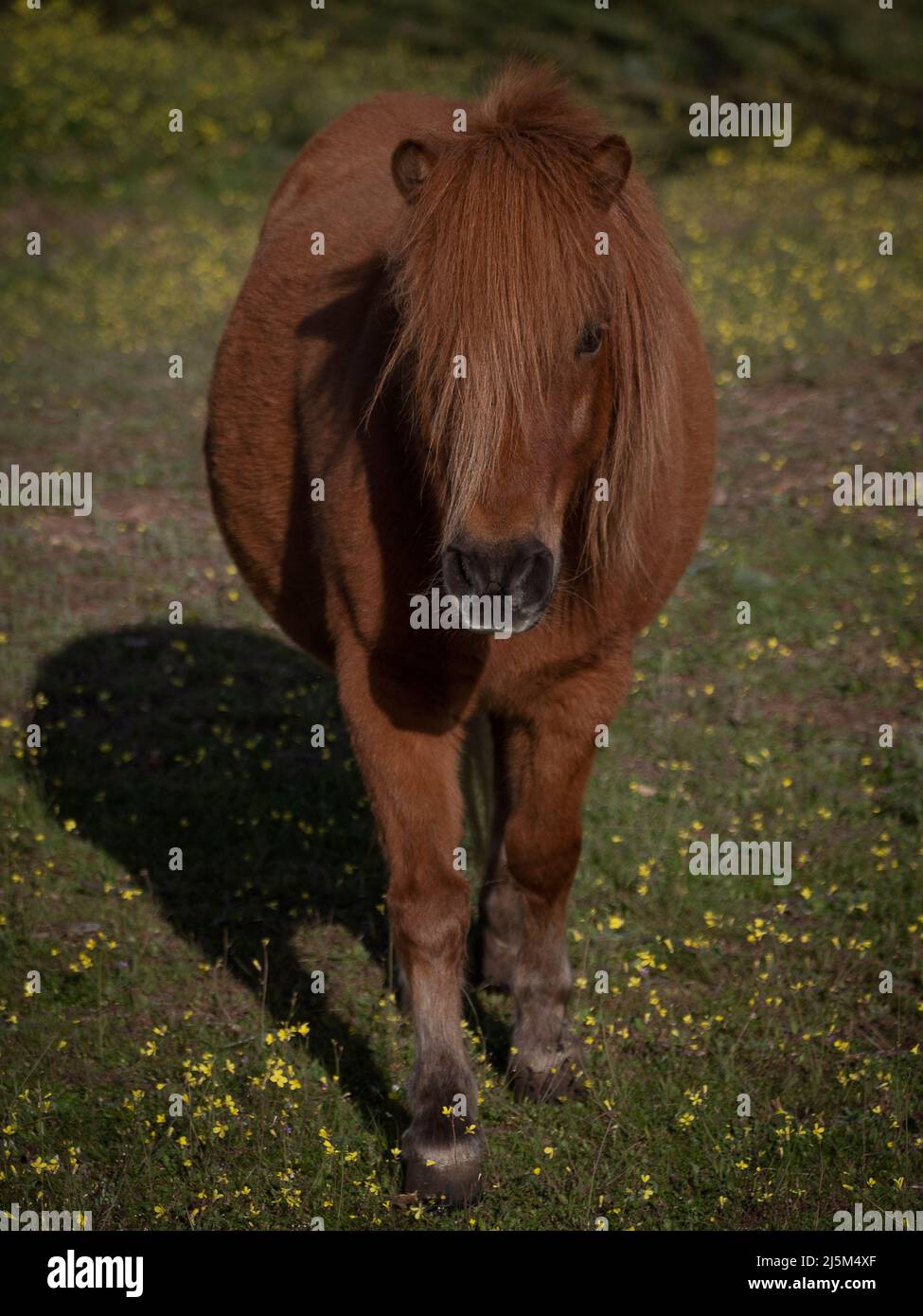 Male shetland pony hi-res stock photography and images - Alamy