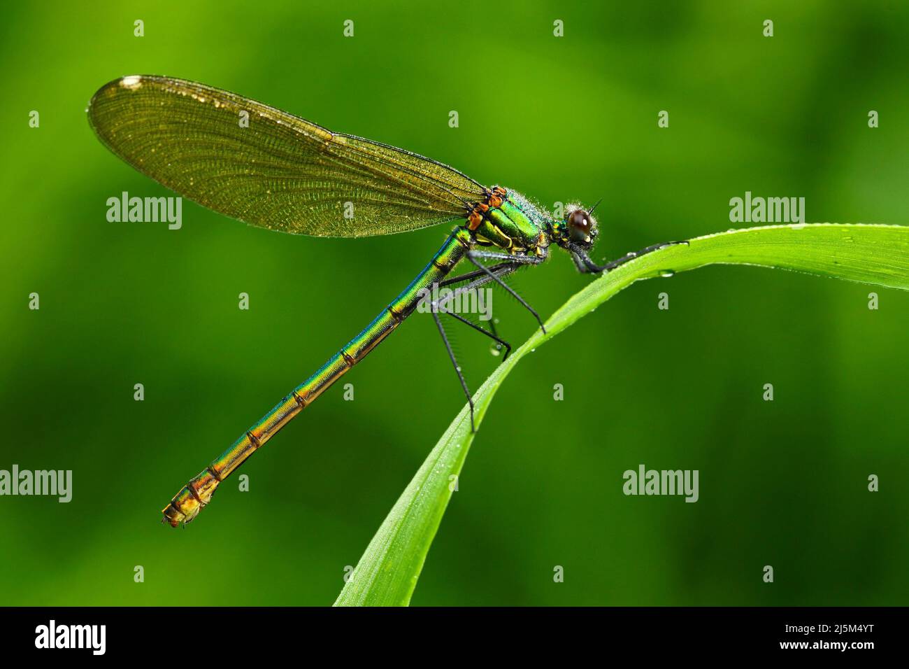 Summer dragonfly Banded Demoiselle, Calopteryx splendens. Macro picture ...