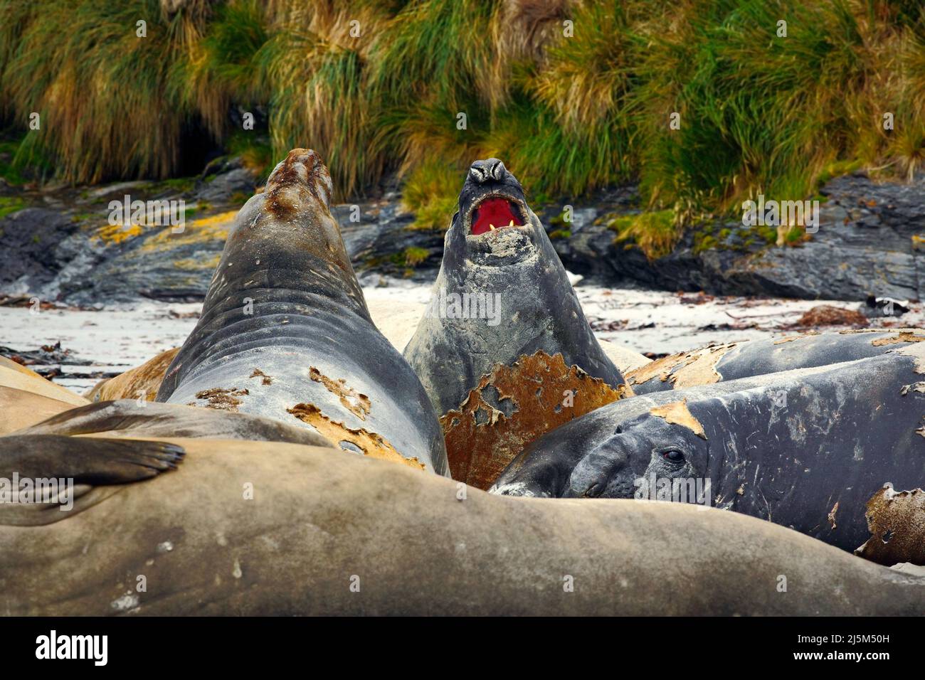 Conflict in nature hi-res stock photography and images - Alamy