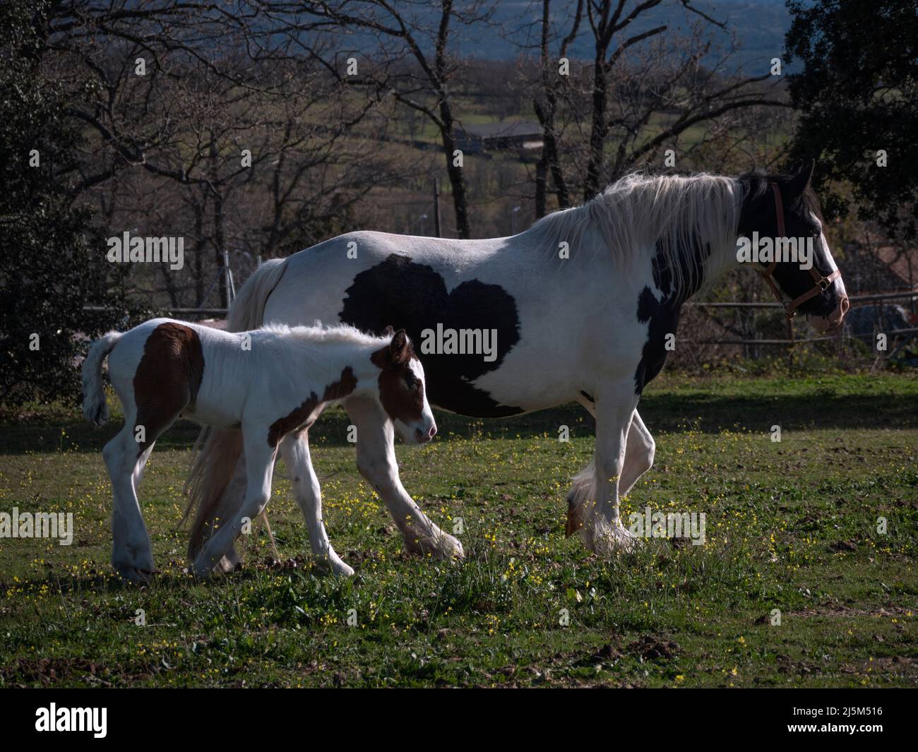Irish gipsy cob mare with 10 days old foal in a meadow walking towards ...