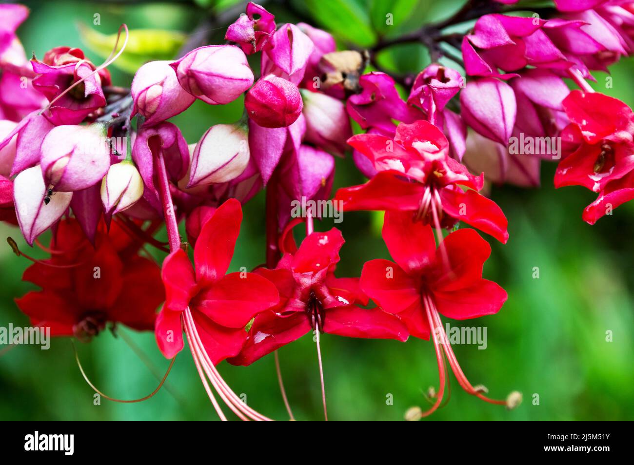 Bunch of small blooming red flowers and closed buds of the same flower ...