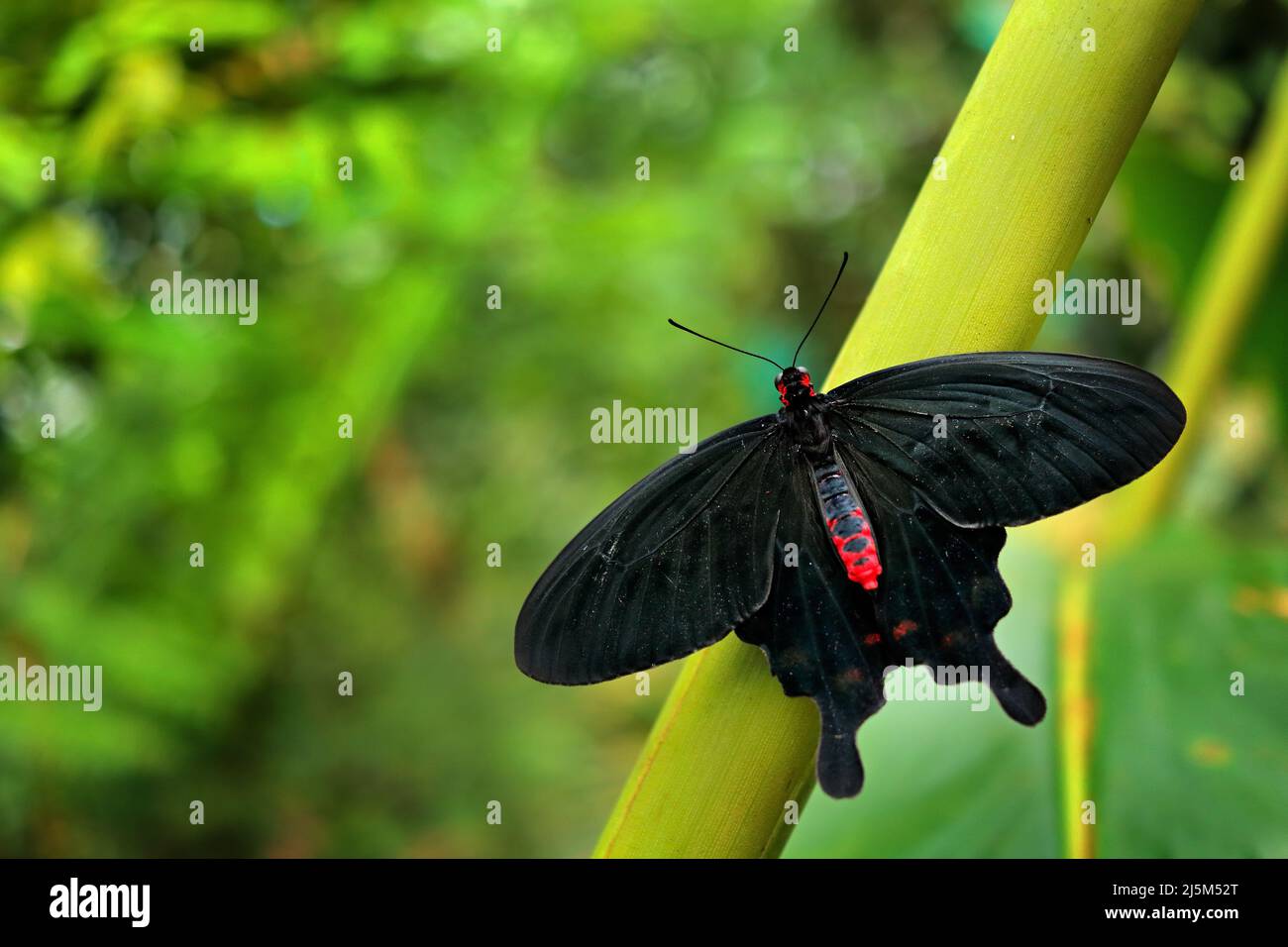 Mystic butterfly. Beautiful black and red poison butterfly ...