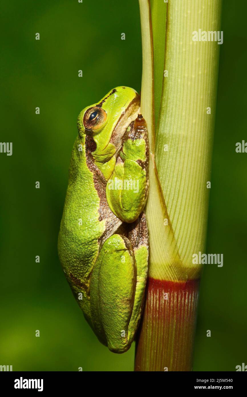 Nice green amphibian European tree frog, Hyla arborea, sitting on grass ...