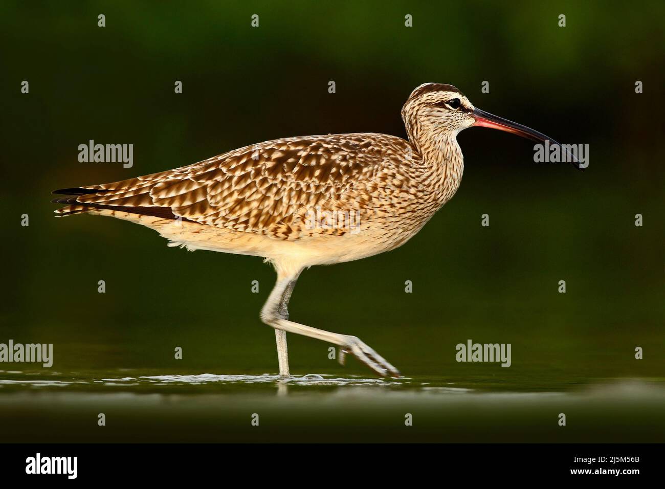 Nice bird Whimbrel, Numenius phaeopus, in blurred nice flowers in ...