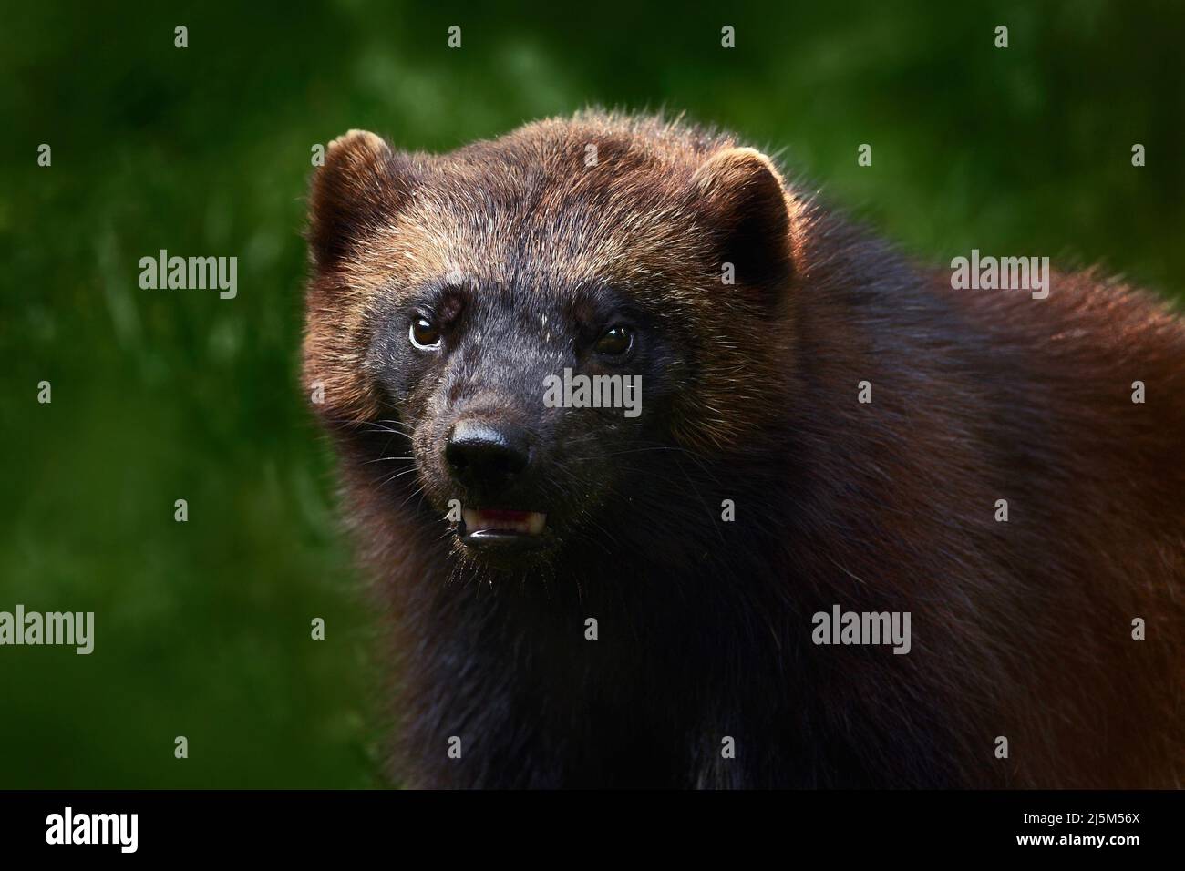 Detail portrait of wild wolverine. Face portrait of wolverine. Running ...