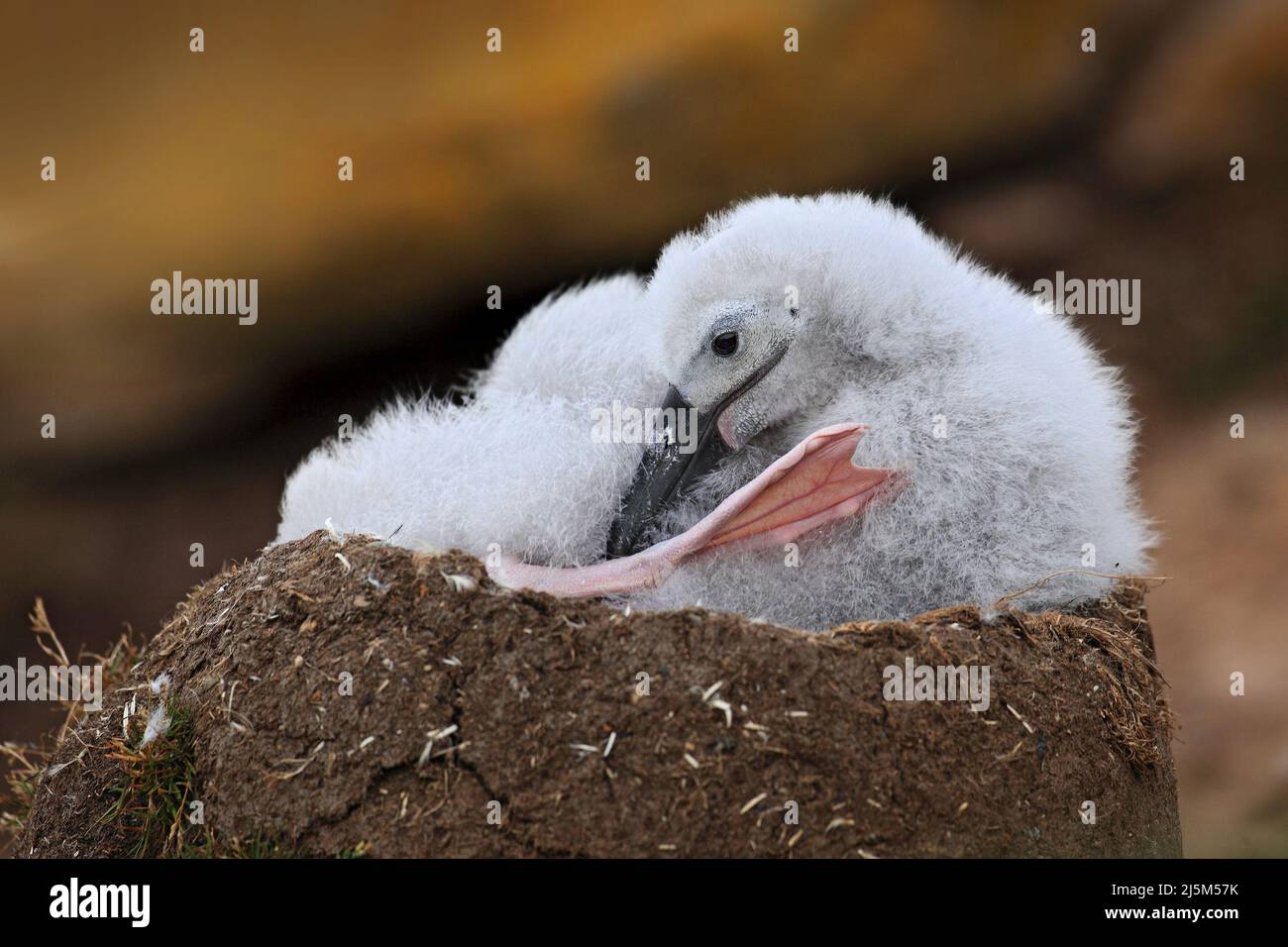 Cute baby of Black-browed albatross, Thalassarche melanophris, sitting ...