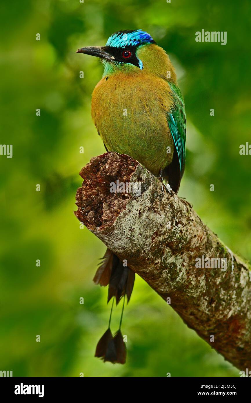 Blue-crowned Motmot, Momotus momota, portrait of nice big bird wild ...