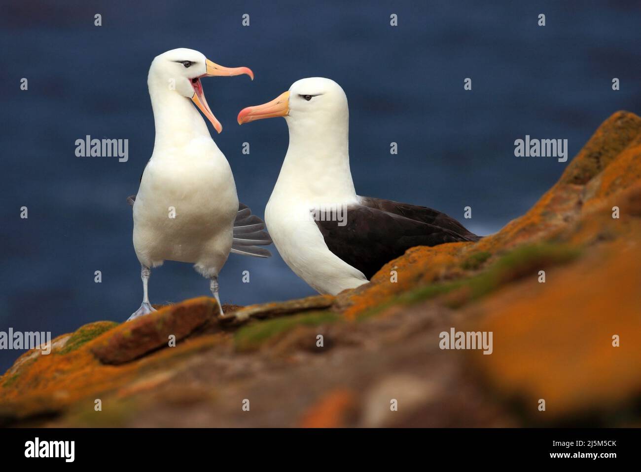 Black browed alba hi-res stock photography and images - Alamy
