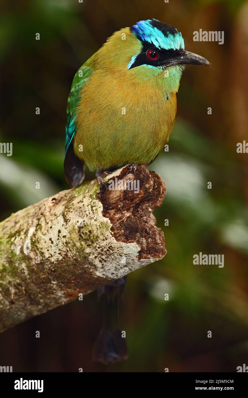 Blue-crowned Motmot, Momotus momota, portrait of nice big bird wild ...