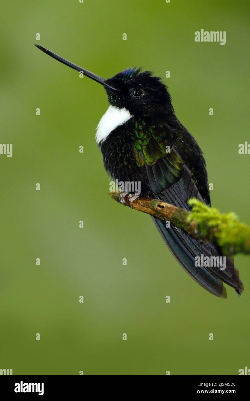 Black inca hi-res stock photography and images - Alamy