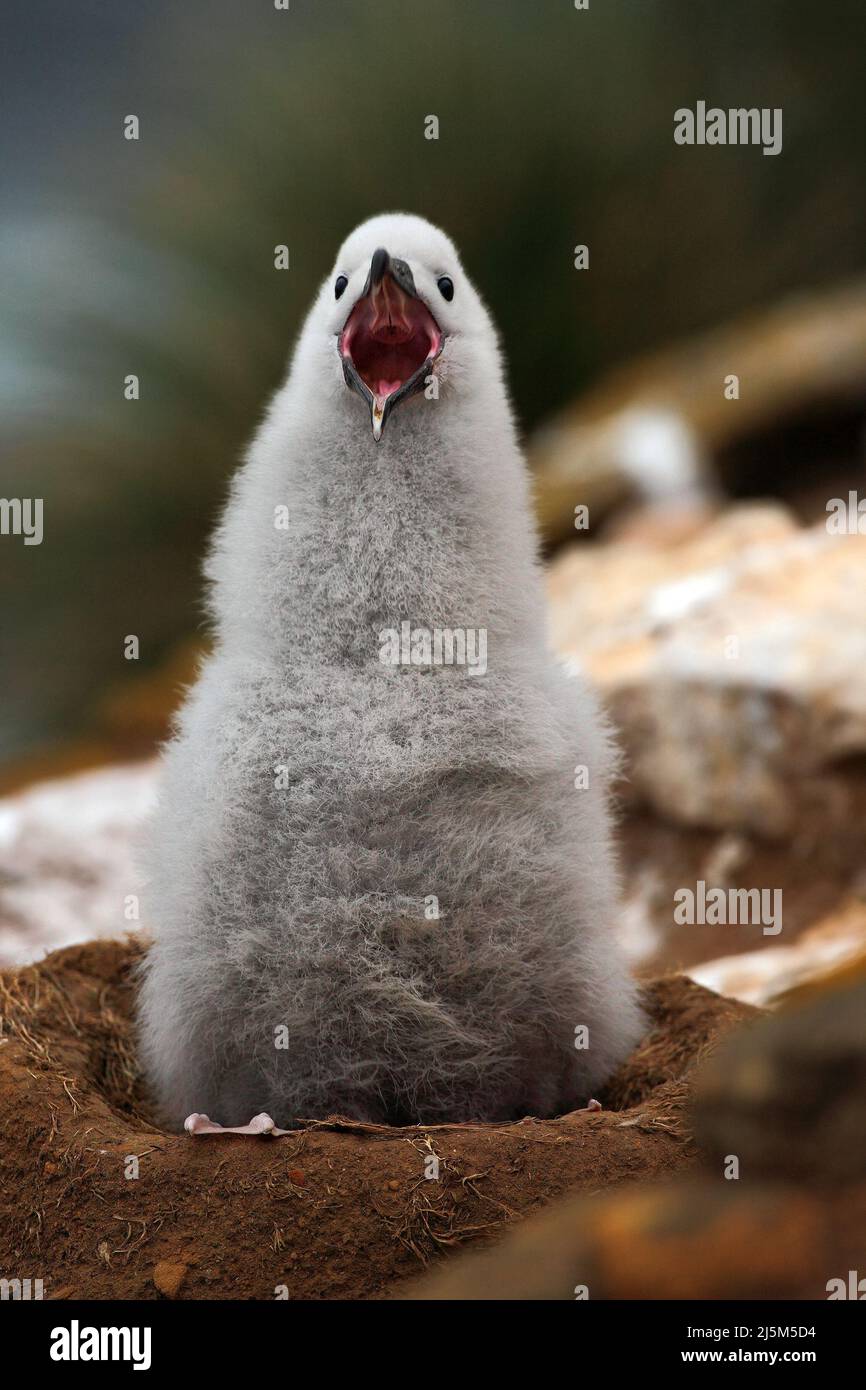 Cute baby of Black-browed albatross, Thalassarche melanophris, sitting ...