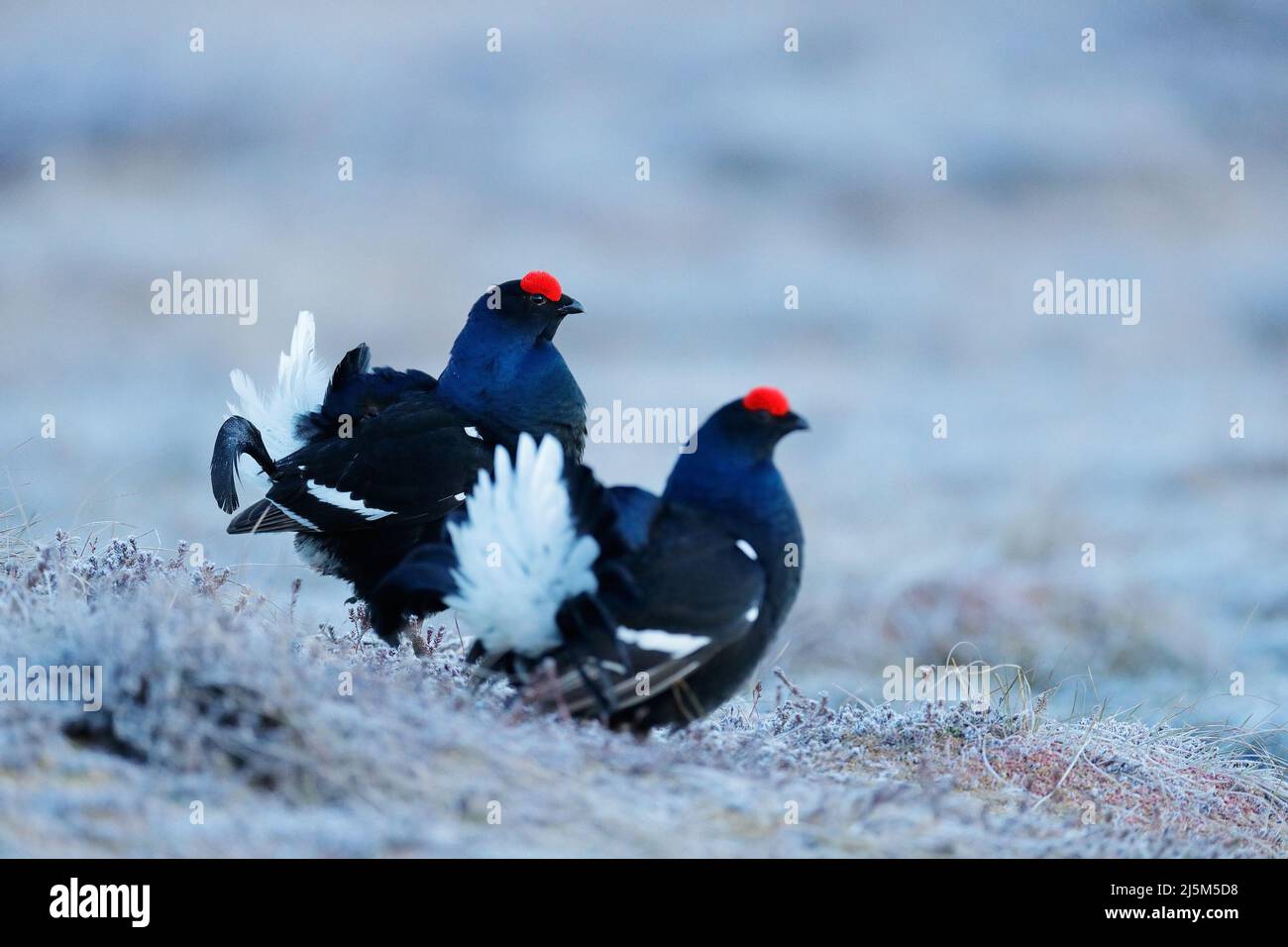 Two black grouse, detail head portrait. Black Grouse, Tetrao tetrix ...