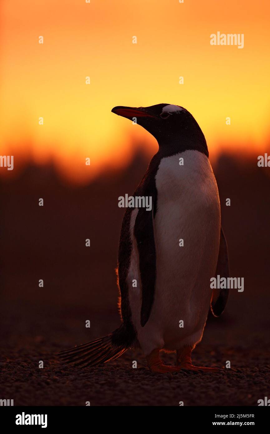 Evening penguin scene in the orange sunset. Beautiful gentoo penguin ...