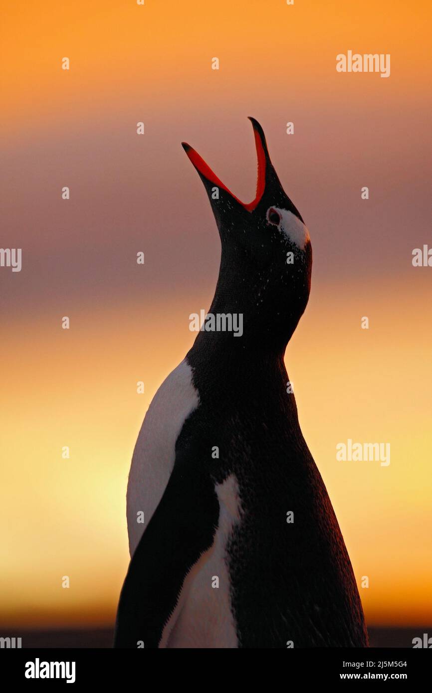 Penguin evening scene in orange sunset. Beautiful gentoo penguin with ...