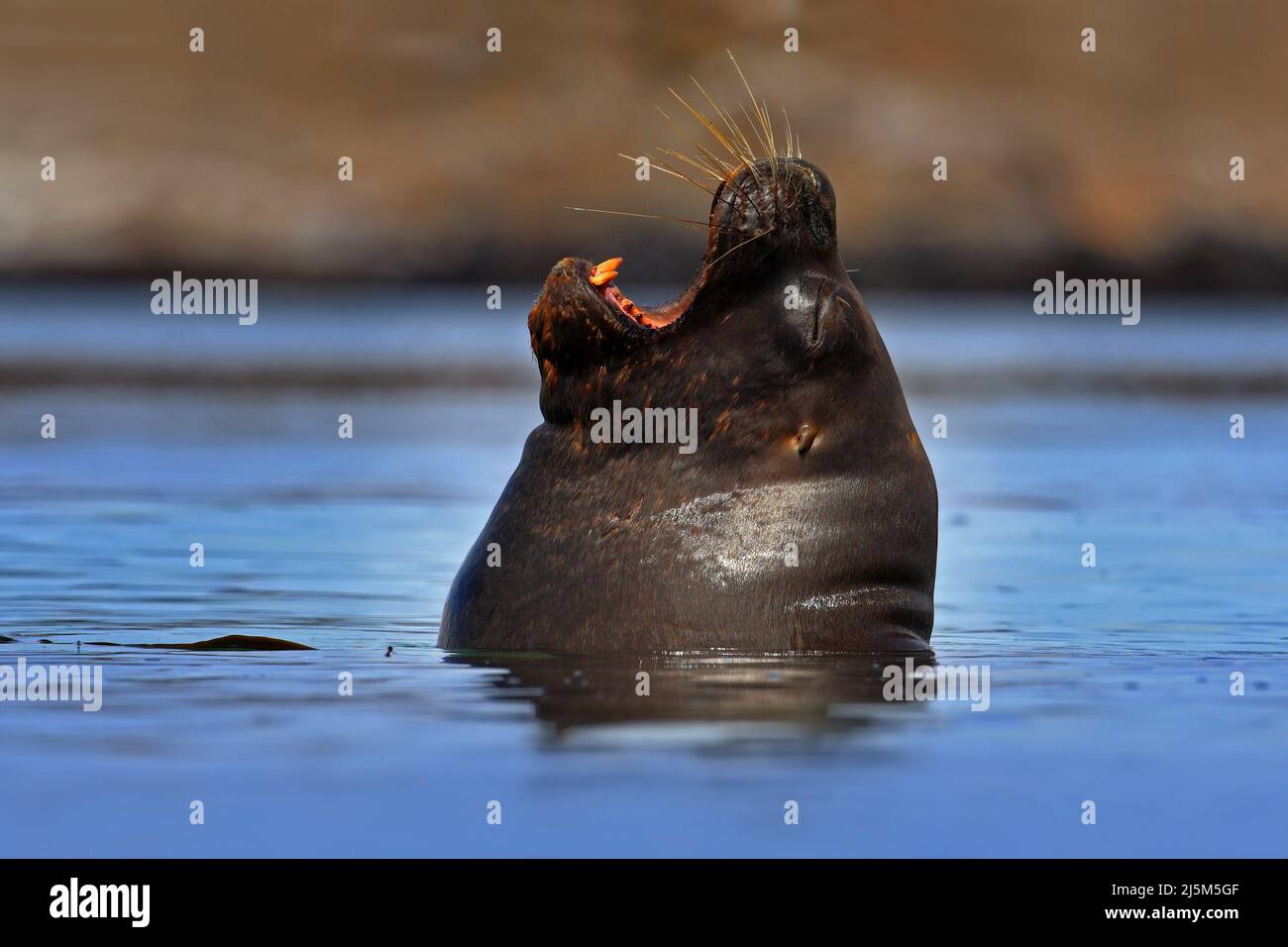 Atlantic Sea lion, Otaria flavescens. Portrait in the dark blue water ...