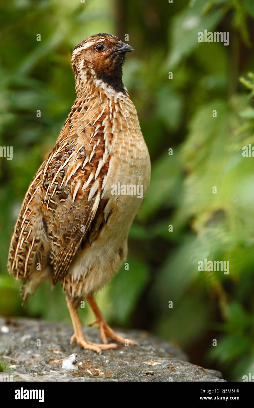 Common Quail Flying