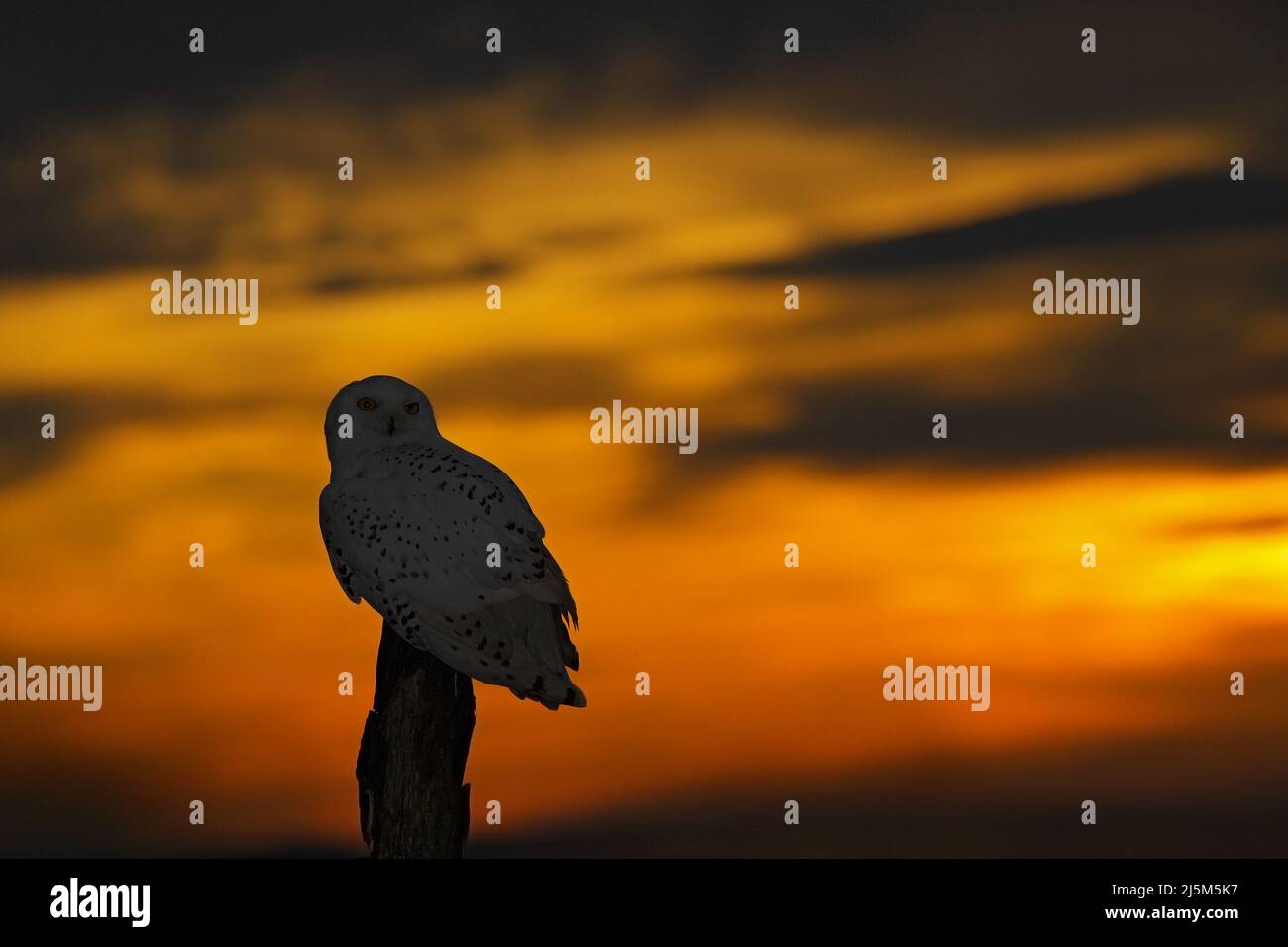 Beautiful sunset sky with owl. Snowy owl, Nyctea scandiaca, rare bird ...