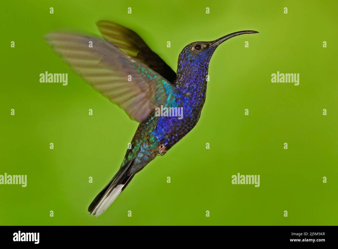 Flying big blue bird Violet Sabrewing with blurred green background ...