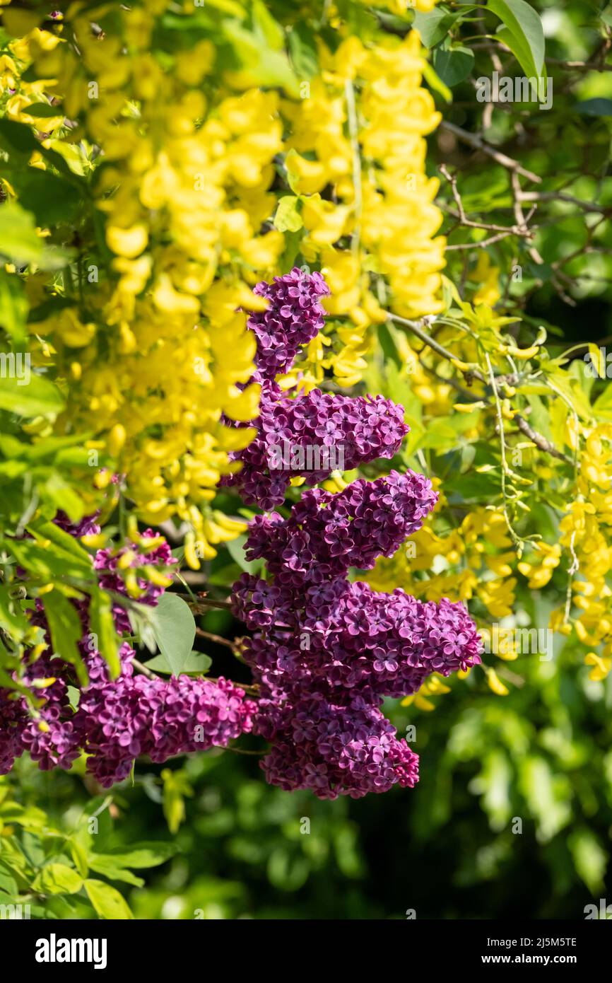 Lilac and laburnum trees in spring, growing in close proximity in a ...