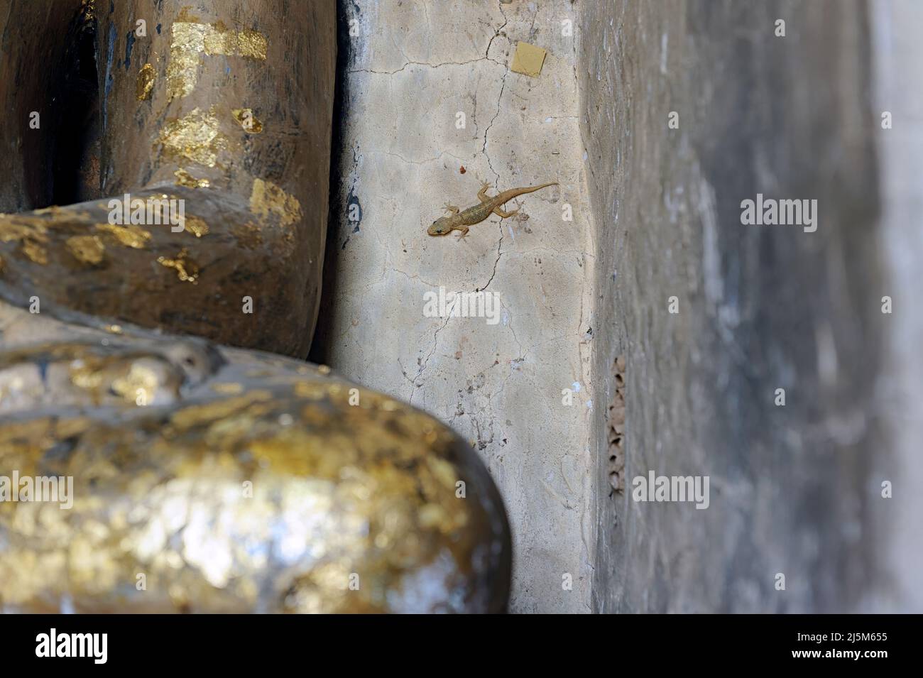 A Hemiphyllodactylus ngwelwini gecko climbing the walls of a Budda ...