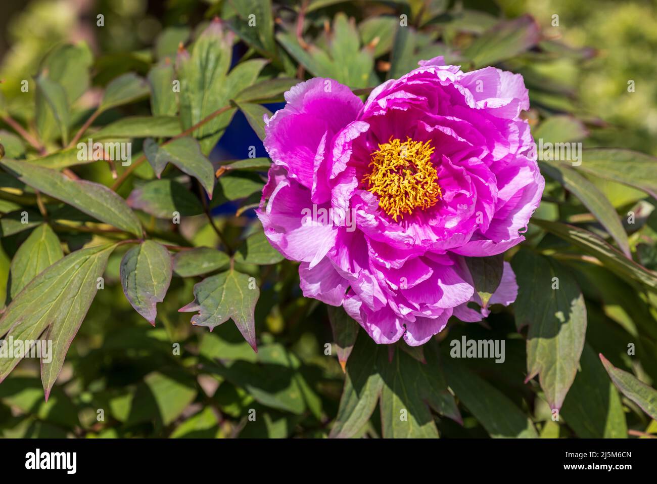 Peony (Paeonia) Suffruticosa Chinese Tree Peony Ling Hua Zhan Lu Stock ...
