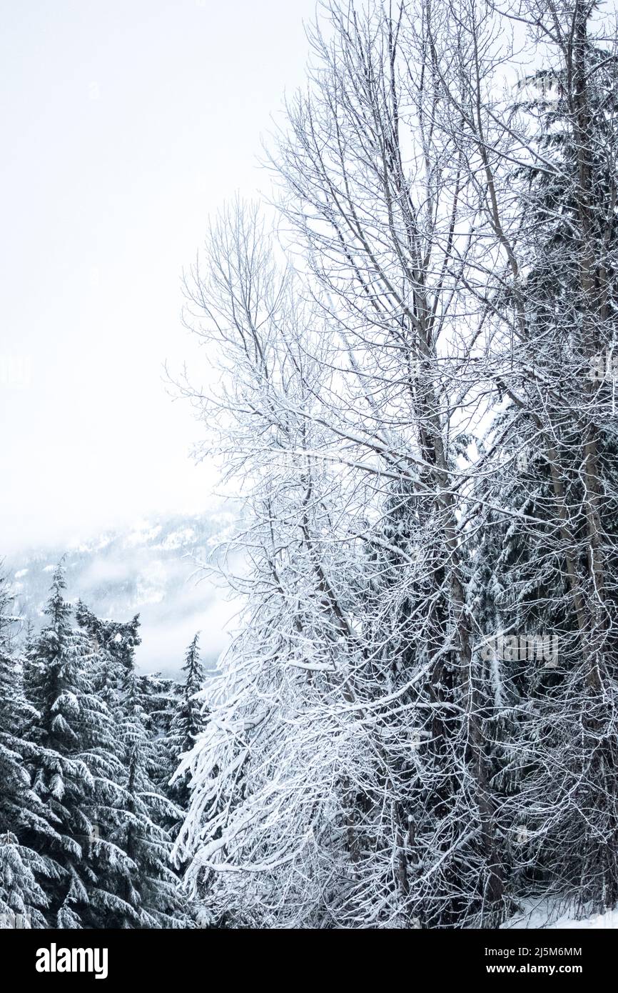 Snowpack hi-res stock photography and images - Alamy