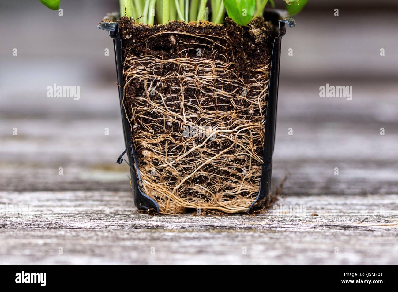 Garden plant seedling and root ball enlarged. Spring. Garden Stock ...