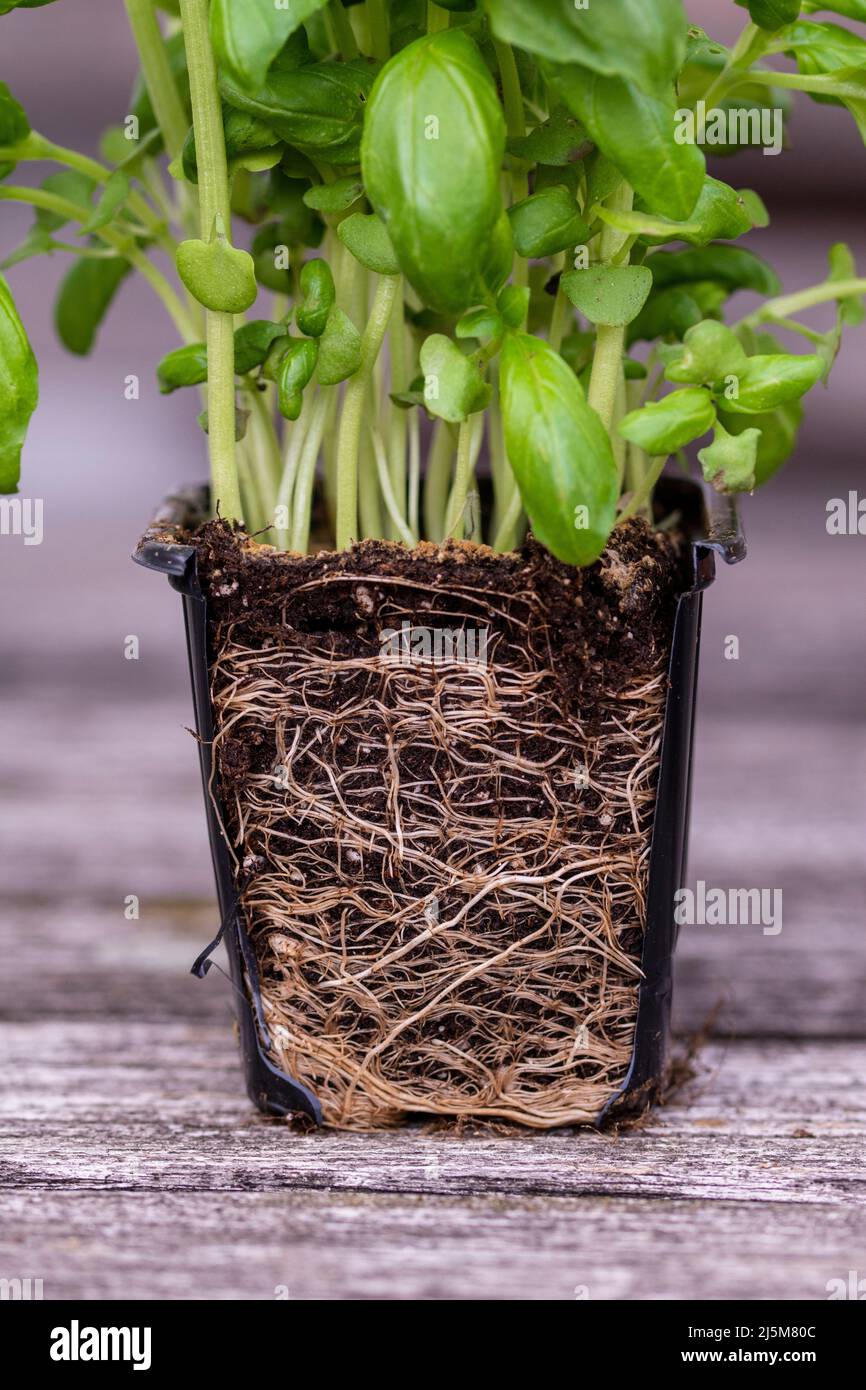 Garden plant seedling and root ball enlarged. Spring. Garden Stock ...