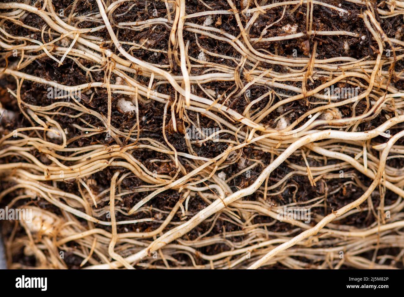Garden plant seedling and root ball enlarged. Spring. Garden Stock ...