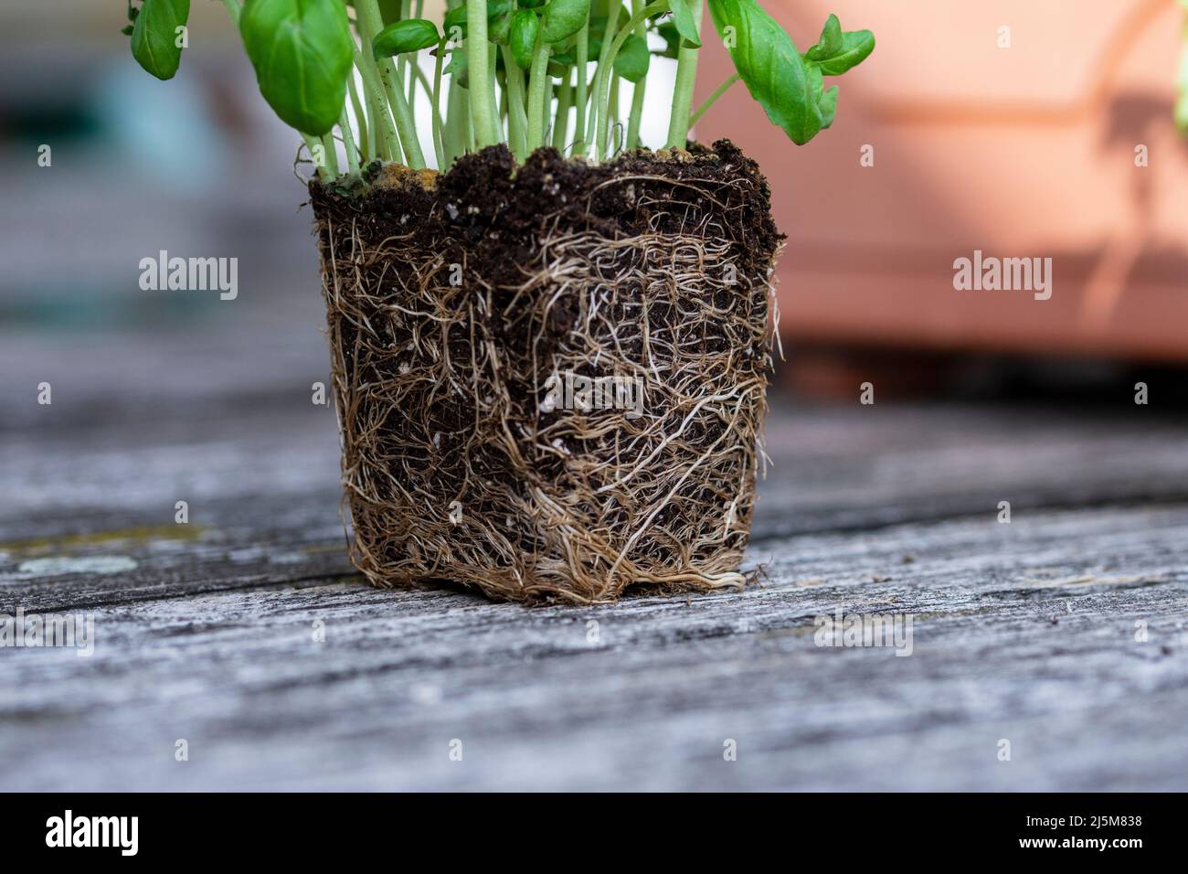 Garden plant seedling and root ball enlarged. Spring. Garden Stock ...
