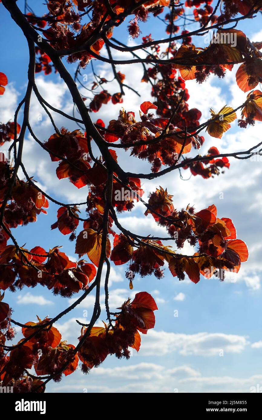 Copper beech ,Fagus sylvatica f. purpurea Stock Photo - Alamy