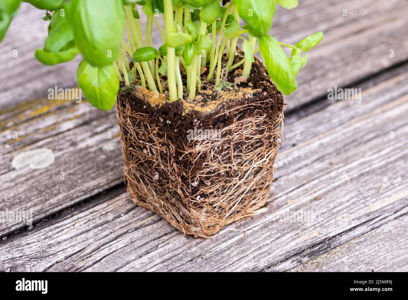 Garden plant seedling and root ball enlarged. Spring. Garden Stock ...