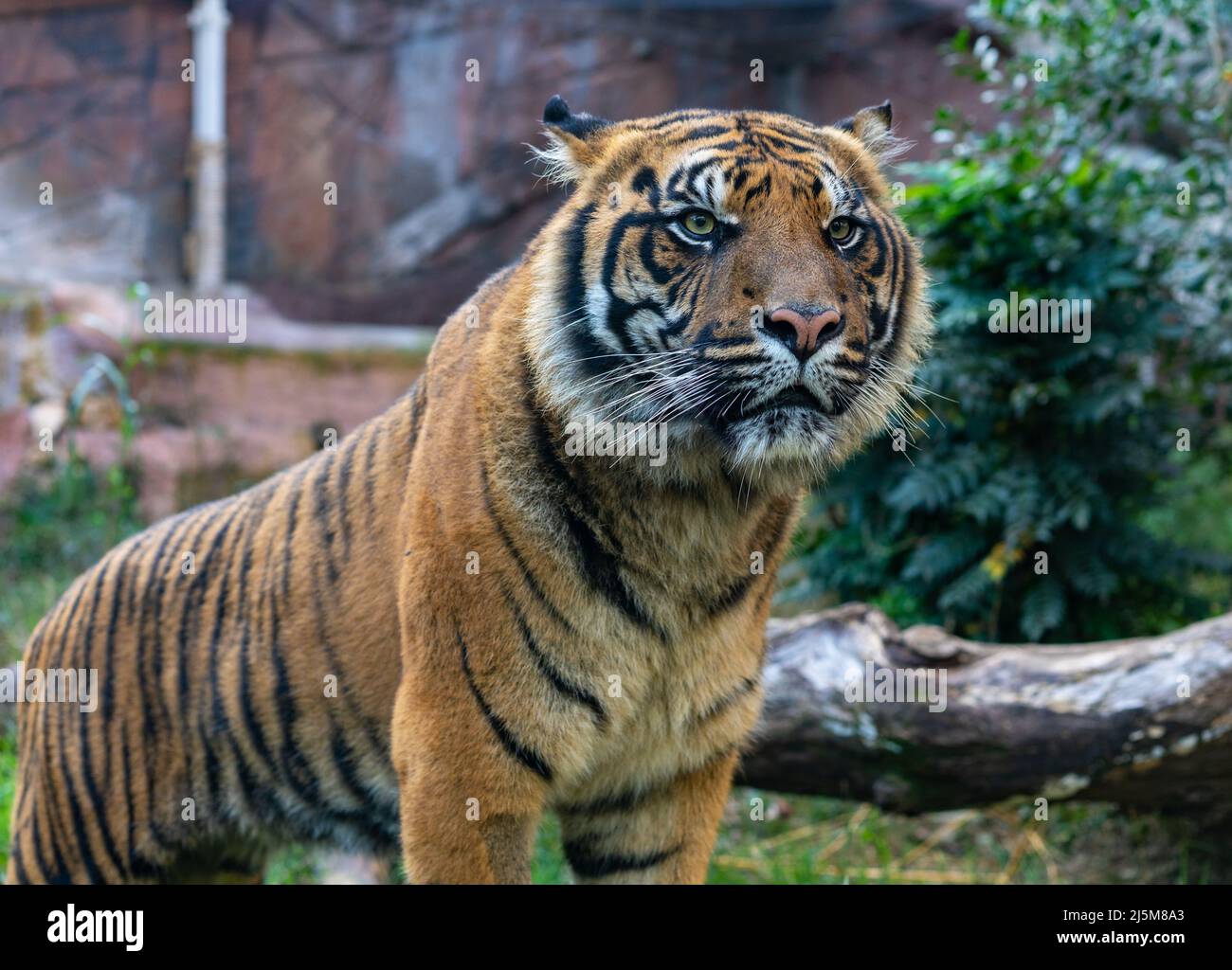 Rome zoo hi-res stock photography and images - Alamy