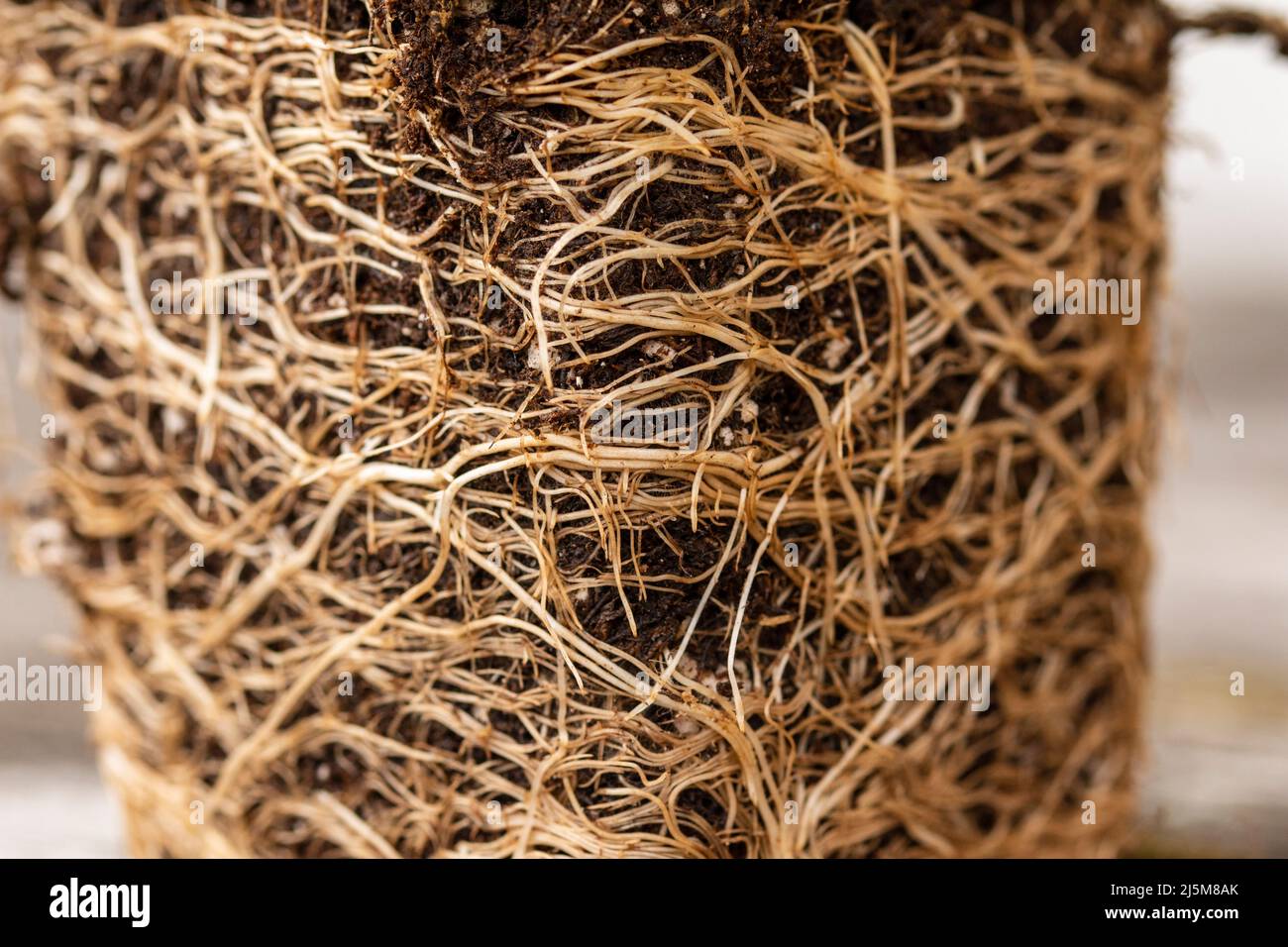 Garden plant seedling and root ball enlarged. Spring. Garden Stock ...