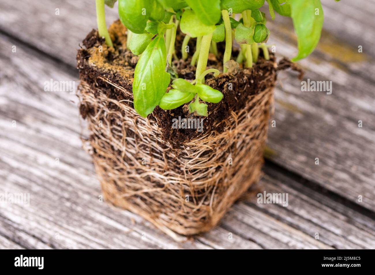 Garden plant seedling and root ball enlarged. Spring. Garden Stock ...